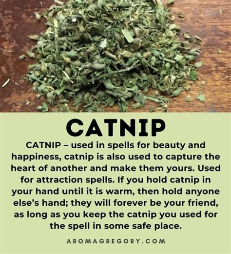 Catnip Magical Properties For Love Attraction Happiness AromaG S Botanica
