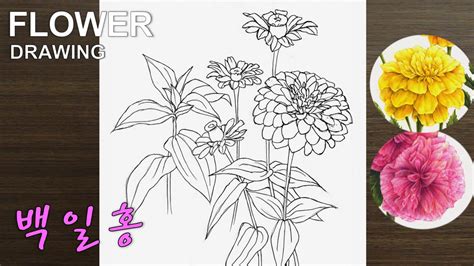 백일홍 그리기 연필 스케치와 전사과정 보태니컬아트botanicalart 꽃그림 배우기 아프리카tv Vod