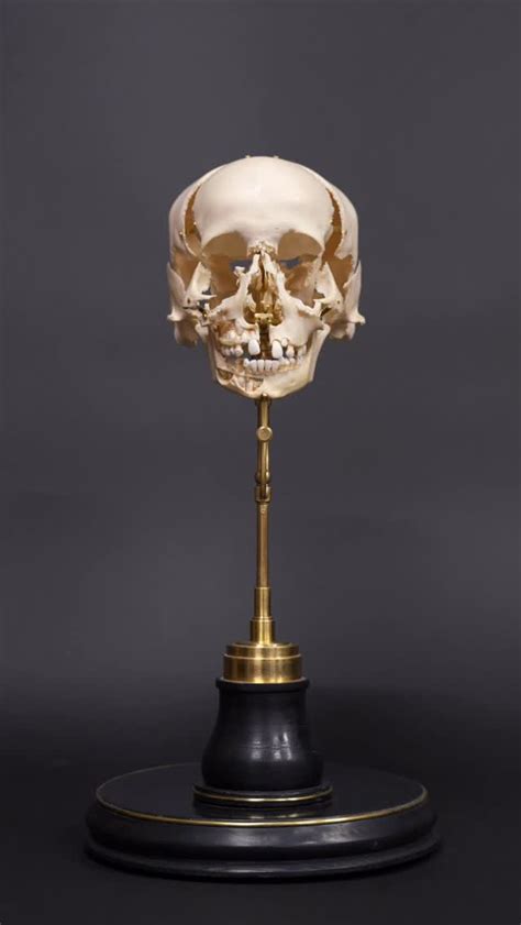 Big News The Bone Museum T Shop Is Now Carrying Boneclones