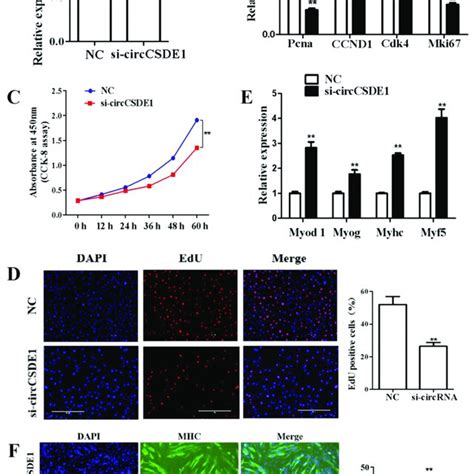 Effects Of Sirna Knockdown Of Circcsde1 On Proliferation And Download Scientific Diagram