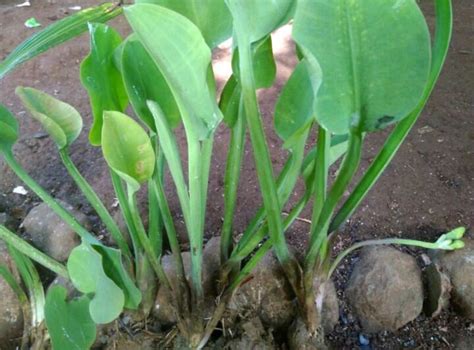 Bibit Genjer Gendot Eceng Sayur Segar Lazada Indonesia