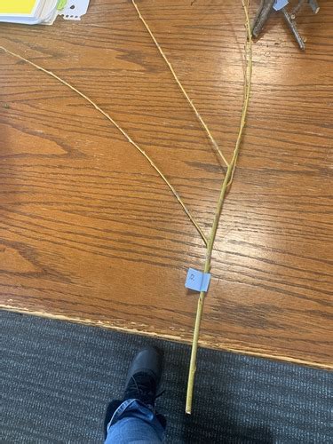 Week 2 Plants Flashcards Quizlet