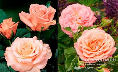 Роза Дуэт: фото и описание сорта, отзывы, посадка и уход