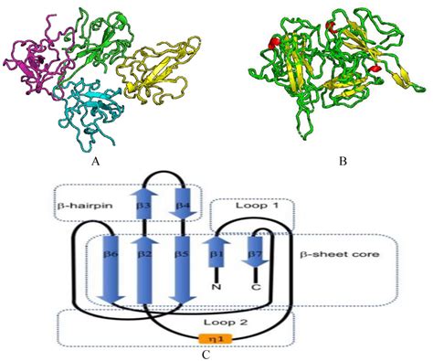 Structure Of Sars Cov 2 Nucleocapsid Protein A Structure Of