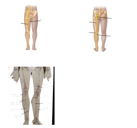 Nerves Leg Diagram Quizlet