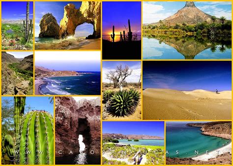 Flora Y Fauna De La Paz Bcs Un Paraíso Natural Teleflor