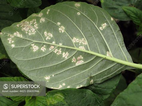 White Rust Albugo Bliti Blisters On The Upper Surface Of Amaranth Or Pigweed Leaves
