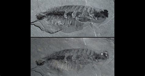 Opabinia Fossil