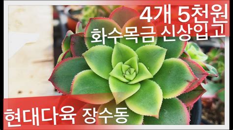 라이브방송 현대다육4개5천원9개만원 신상도착010 9029 2884 본격적인 봄봄봄 다육이 대환장 수다 함께해요좋아요는