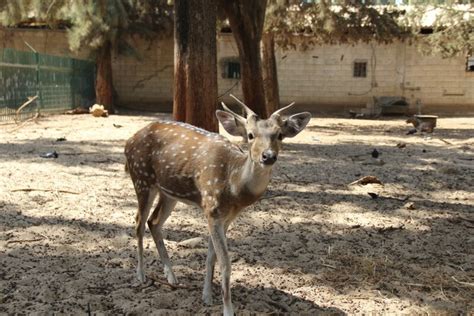 Олени и страусы Часть 3 прогулки на Суккот Grimnir74 — Livejournal