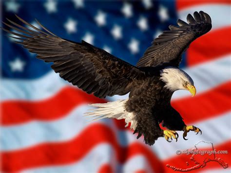 Patriotic Bald Eagle Wallpaper Wallpapersafari