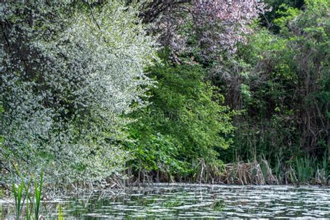 Spring Deciduous Forest With Green Trees Grass And Flowering Bushes Stock Image Image Of