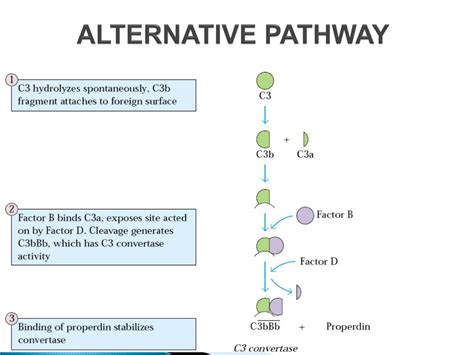 PPT COMPLEMENT PowerPoint Presentation Free Download ID