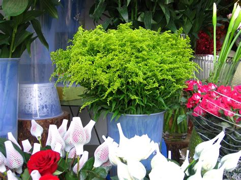 Kunming Institute Of Botany Chinese Academy Of Sciences