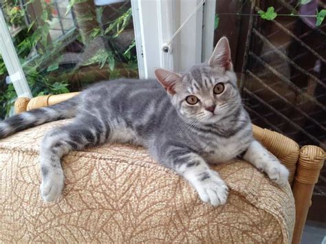British Shorthair Colours Full Guide My British Shorthair