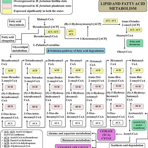 M Fortuitum Amino Acid Biosynthesis Pathway Manual Curation Of The