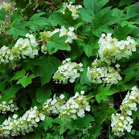 Sikes Dwarf Hydrangea For Sale Online The Tree Center