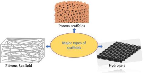 The Different Types Of Scaffolds Commonly Used In Tissue Engineering