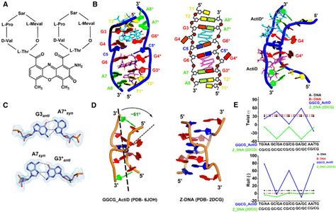 Dna Rearrangement And Right Handed Z Dna Formation In The Gg Download Scientific Diagram