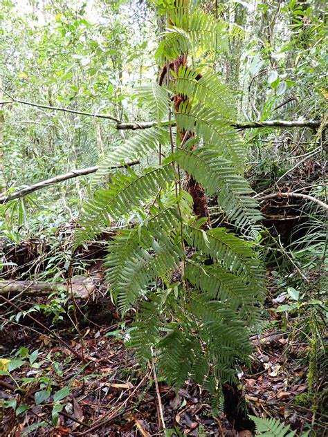 Sphaeropteris Elmeri Cyatheaceae