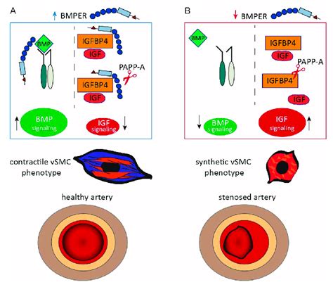 Proposed Model Of Bmper Interaction With The Bmp And Igf Signaling