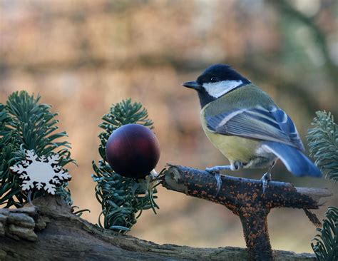 3000 Foto Pappayudarabugil Terbaik · Unduh Gratis 100 · Foto Stok