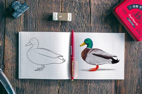 How To Draw A Duck Step By Step Tutorial For A Mallar Sketch