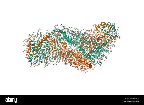 Solution Structure Of Double Superhelix Model Of High Density Lipoprotein 3d Cartoon Model