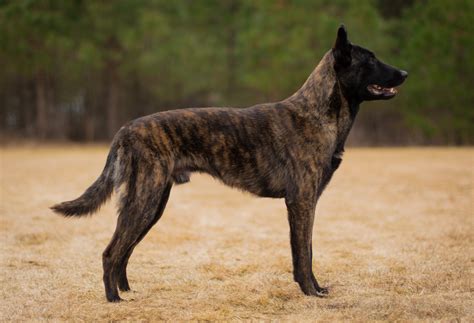 Dutch Shepherd Breed Overview — Schäfers Weg Dutch Shepherds