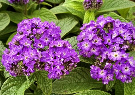 A Guide To Growing Heliotrope Garden Design