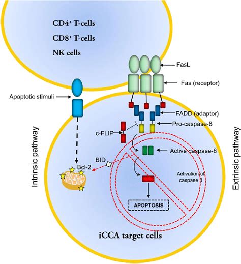 Apoptosis Induction Through The Extrinsic And Intrinsic Pathways