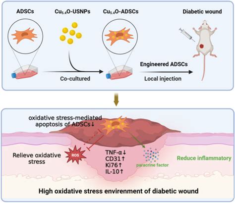 Ultrasmall Antioxidant Copper Nanozyme To Enhance Stem Cell Microenvironment For Promoting