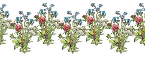 꽃다발 수채화 물감 톱풀 나를 잊지 않고 클로버가 흰색 배경에 격리된 이음매 없는 테두리 결혼식 초대를 위한 야생화 여름 봄 테두리 카드 또는 랩 핑 손으로 그린 패턴 0