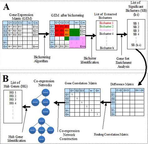 Workflow Of Hub Gene Identification Via Biclustering Algorithm Download Scientific Diagram