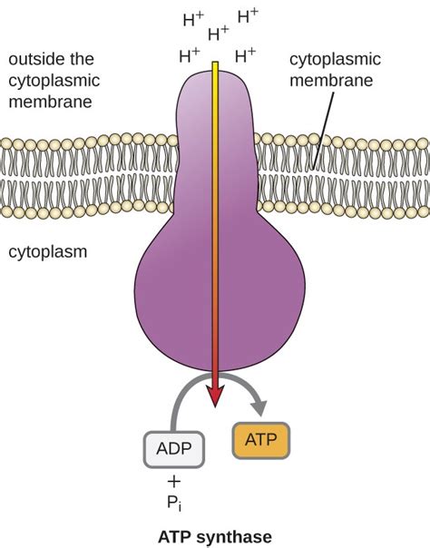 Proton Flow Through The Atp Synthase Enzyme