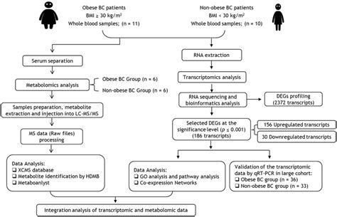 Flowchart Of Transcriptomics And Metabolomics Analysis In Obese Vs Download Scientific