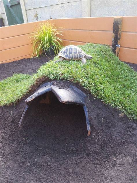 Help Us Save The Turtles And Tortoises American Tortoise Rescue Artofit