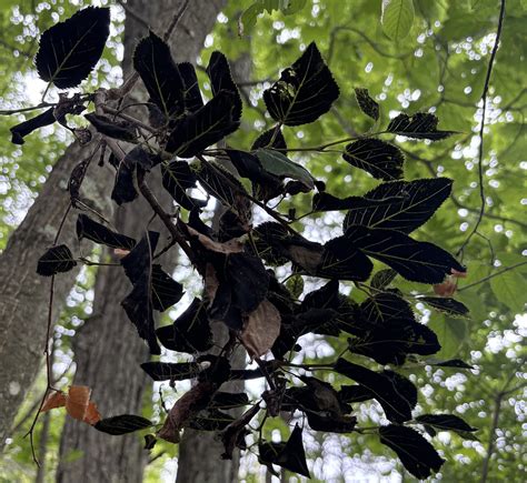 Which Witches Broom Is It