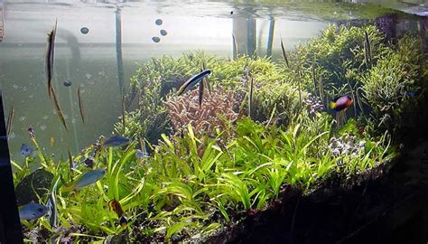 Marine Planted Aquarium Are Compellingly Beautiful Too Reef Builders