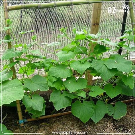 نشاءهای خیار بوته ای