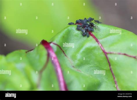 Tiny Parasitoid Wasp That Use Aphids As Their Hosts Aphidiidae