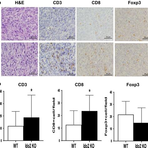 Levels Of Infiltrating Immune Cells At Tumor Sites In Wt And