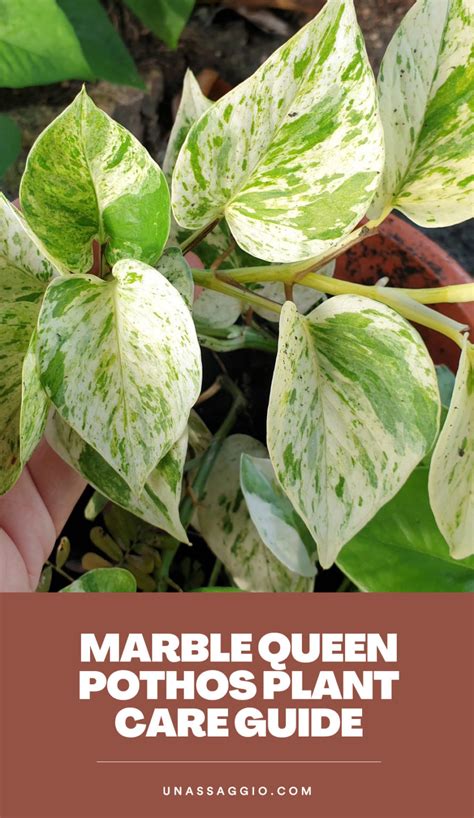 Marble Queen Pothos Plant Care How To Grow Marble Queen Pothos