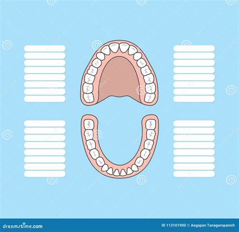 Tooth Chart Blank Illustration Vector On Blue Background Dental CartoonDealer