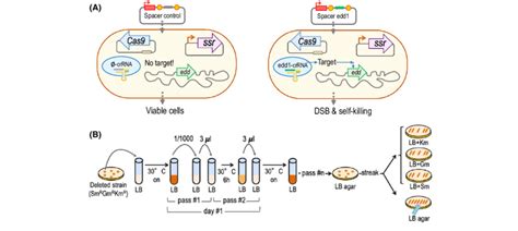 Interference Experiment Overview And Plasmid Curing A General Outline