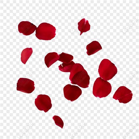 장미 붉은 꽃잎제전낭만적 인빨간 Png 일러스트 무료 다운로드 Lovepik