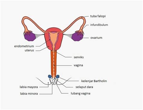 Sistem Reproduksi Wanita Bagian Fungsi Organ Dan Hormon Reproduksi