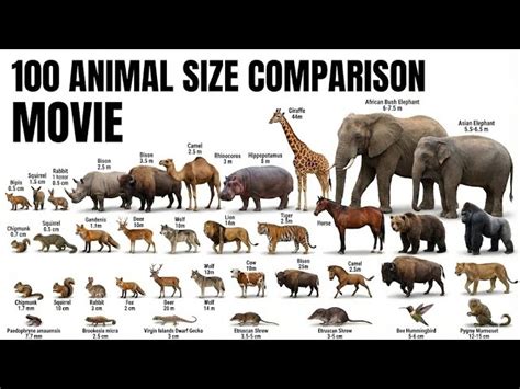Animal Sizes Chart