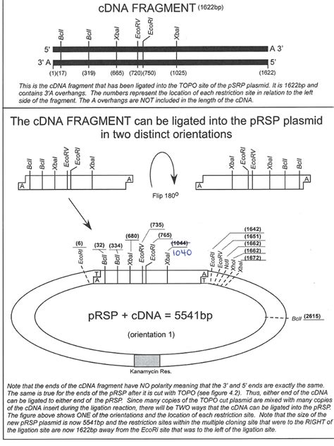 Solved Using The Plasmid Map For Orientation And The CDNA Chegg Com