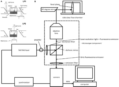Schematic Diagram Of A Coupled Side View M Piv System Not To Scale Download Scientific